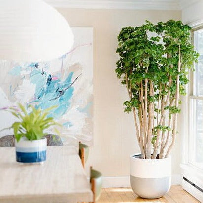 THE SPLIT POT - Modern Lightweight Hand Painted Planter – Common House ...
