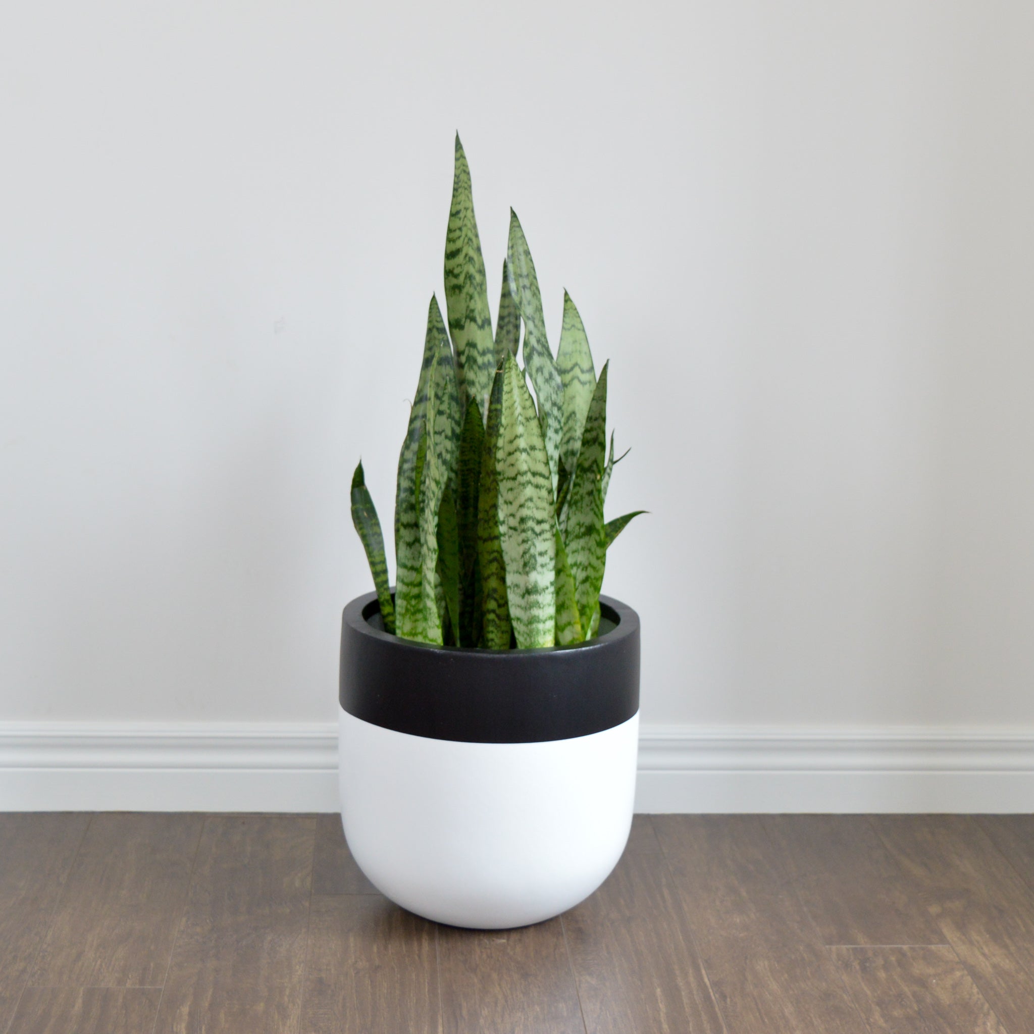 THE DIVIDED POT - Modern Lightweight Hand Painted Planter – Common ...
