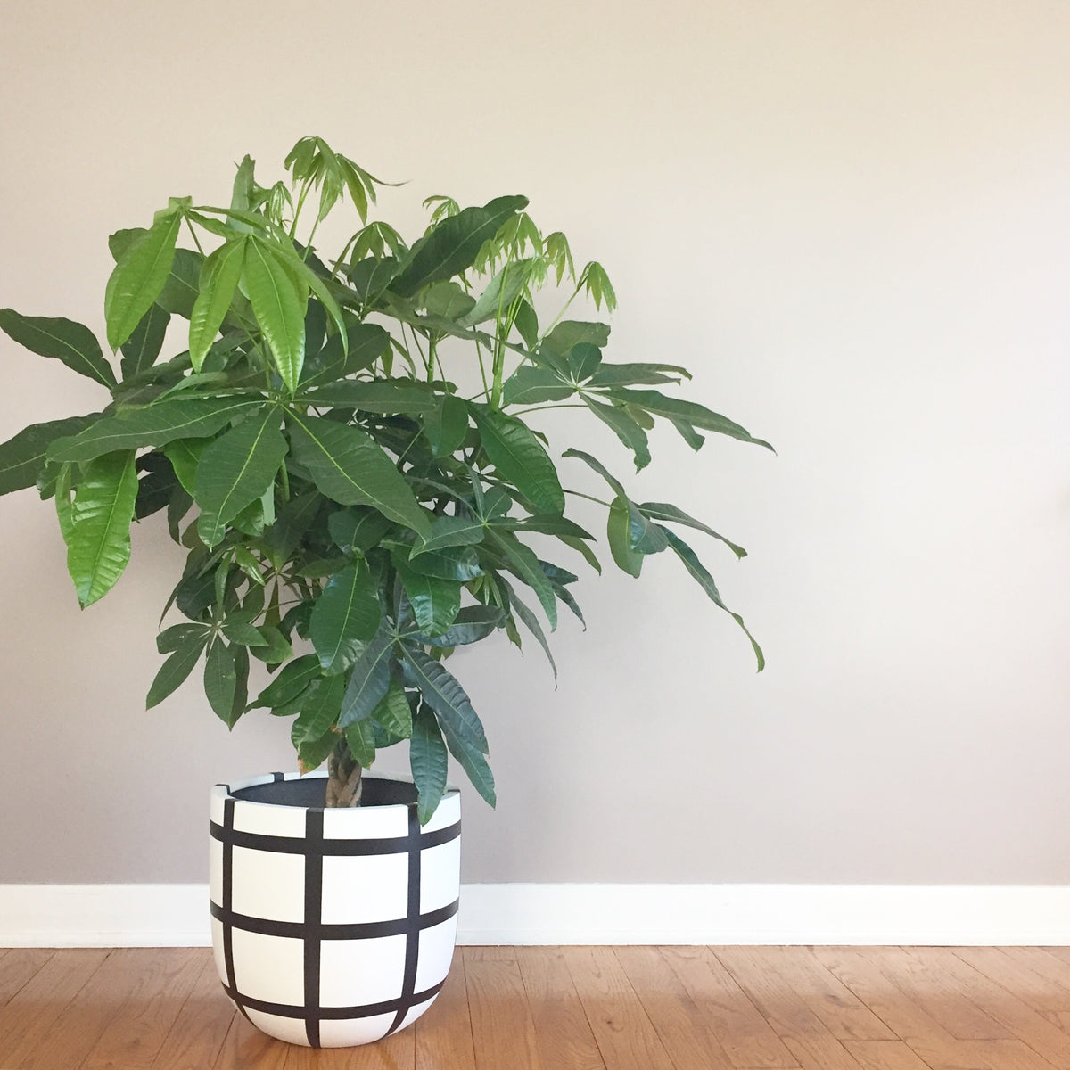 THE GRID POT - Modern Lightweight Hand Painted Planter – Common House ...