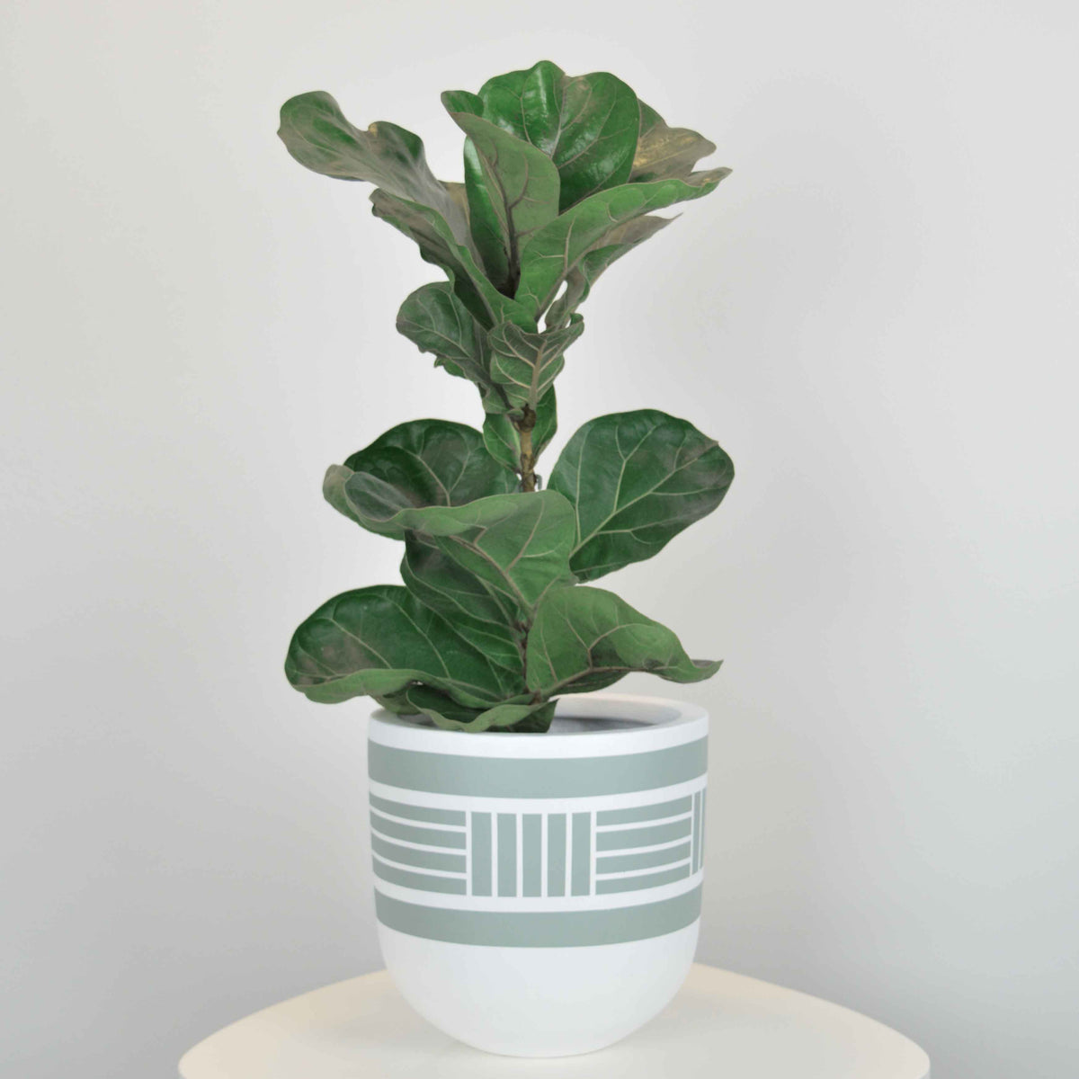 THE NOMAD POT - Modern Lightweight Hand Painted Planter – Common House ...