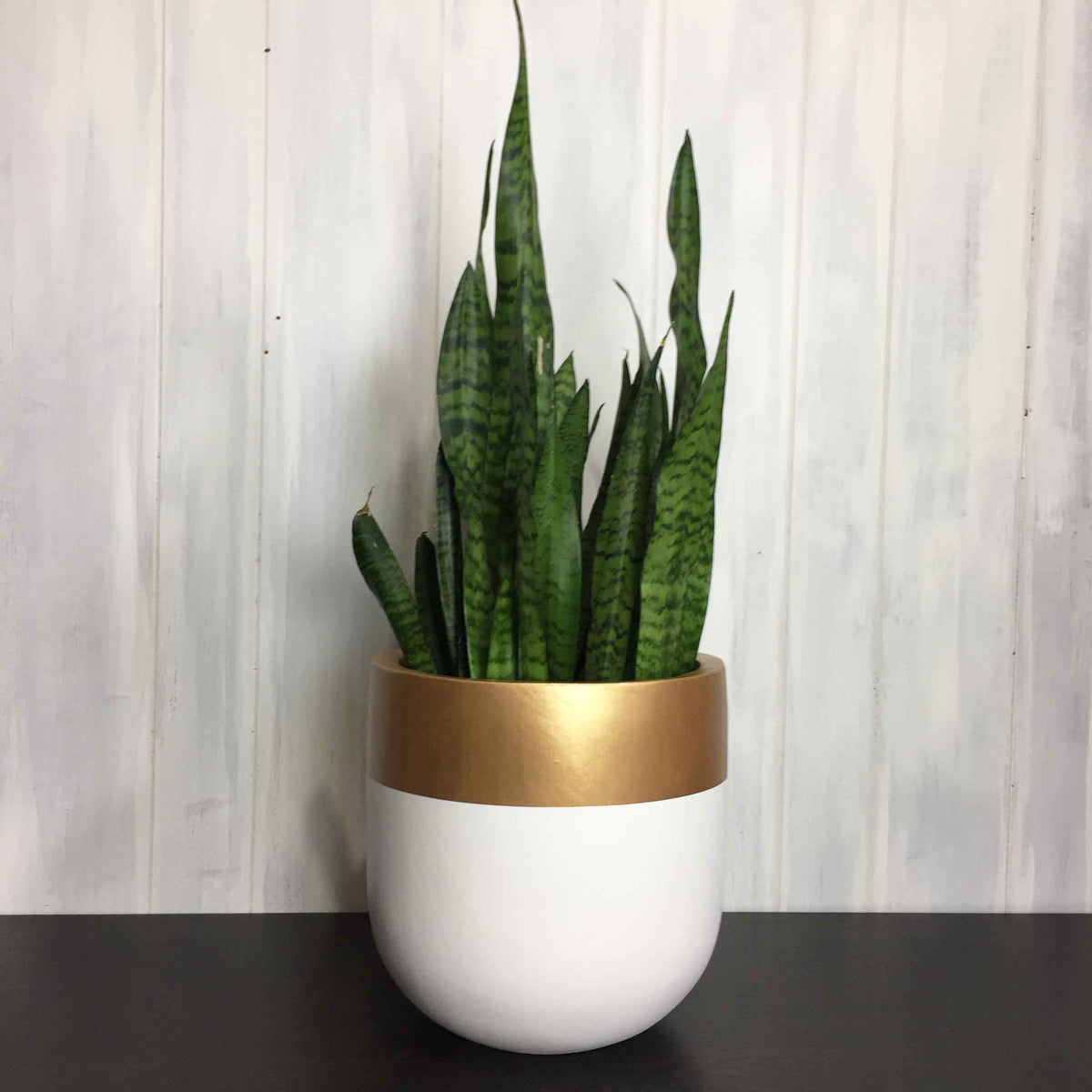 GOLD RIMMED PLANTER POT - Common House Studio
