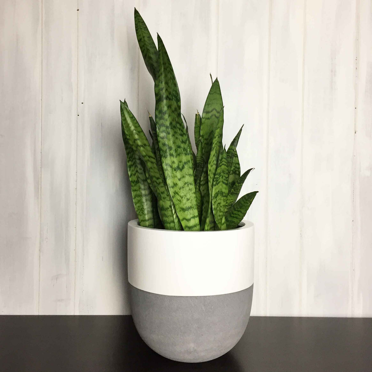 THE SPLIT POT - Modern Lightweight Hand Painted Planter – Common House ...